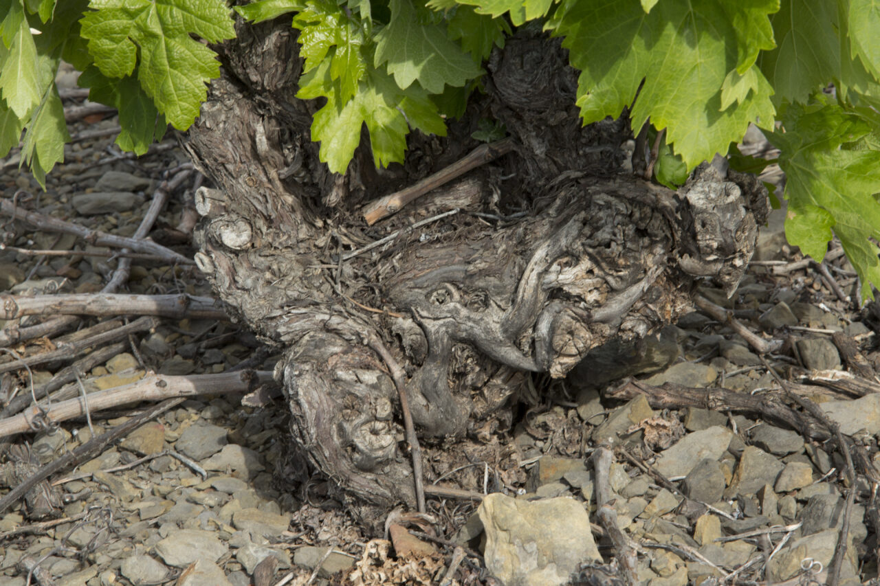 The high Agly valley and the Maury hills - Famille Lafage