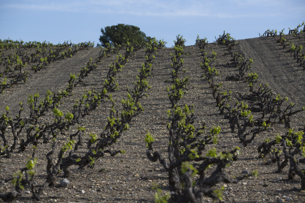 The high Agly valley and the Maury hills - Famille Lafage